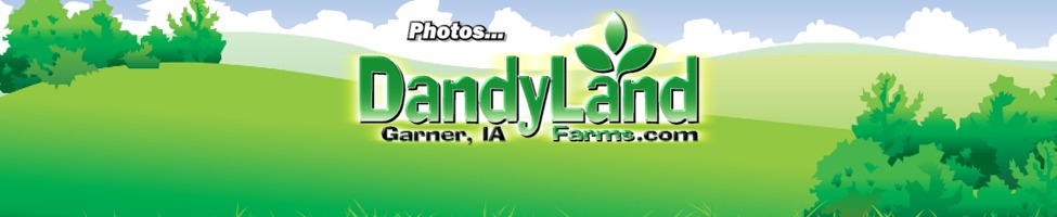 Welcome To DandyLandFarms.com - The Home Of DandyLand Farms!